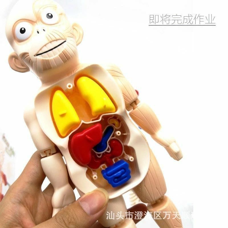 Jual Mainan Montessori Bagian Tubuh/ Anatomi Tubuh/ Human Body Kit ...
