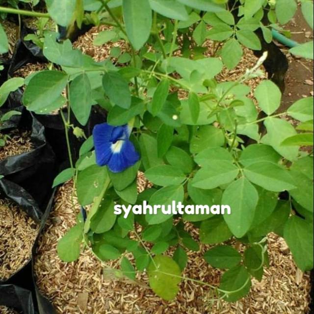 Jual Tanaman hias kembang telang - kembang teleng | Shopee Indonesia