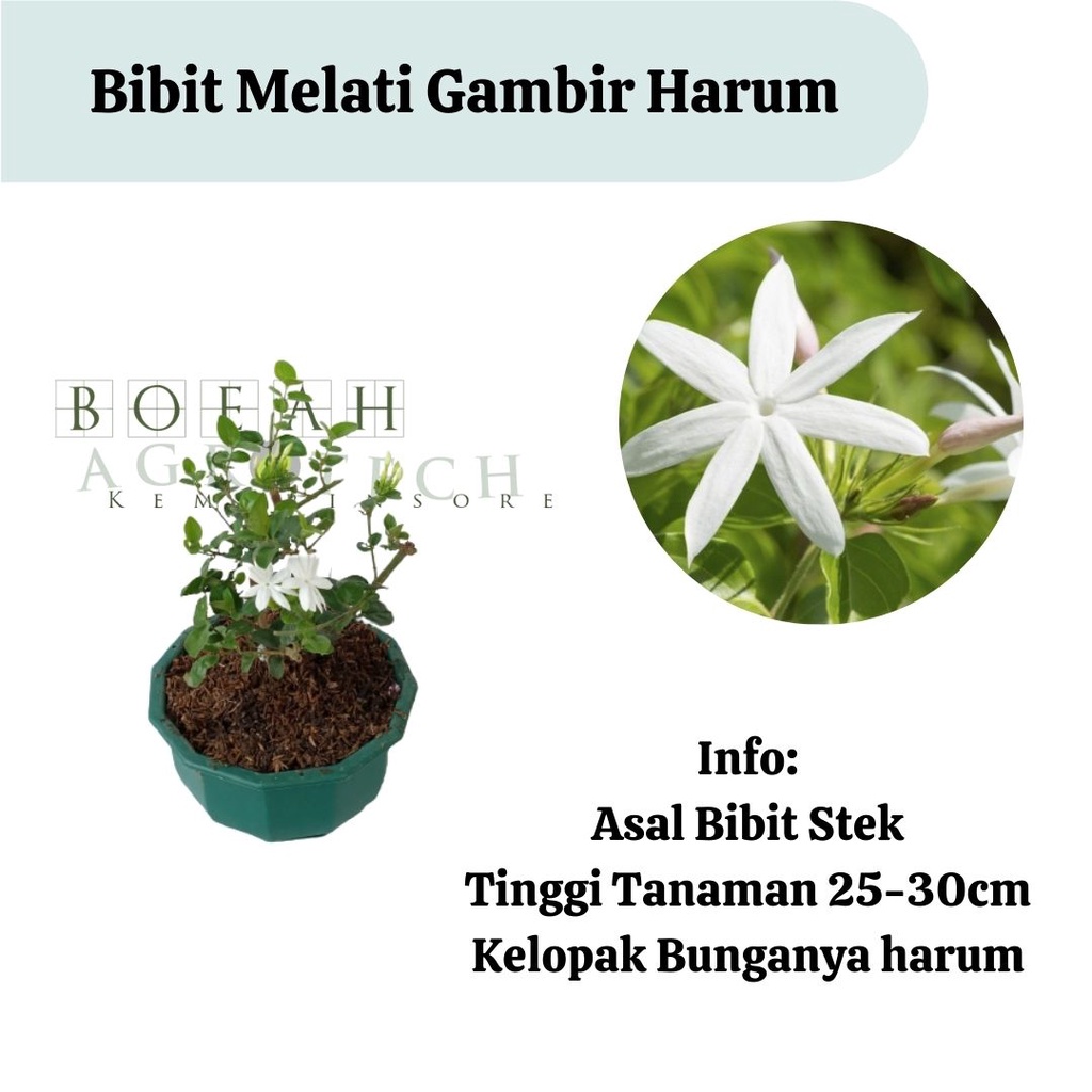 Jual Bibit Tanaman Bunga Melati Gambir Kondisi Berbunga | Shopee Indonesia