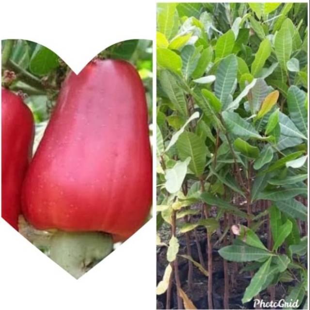 Jual pohon Jambu Mede / Jambu Mete - Bibit Tanaman Pohon Buah Jambu ...