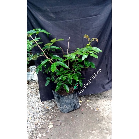 Jual Tanaman kelengkeng matalada berbunga sesuai foto batang besar ...