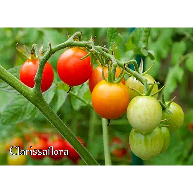 Jual TANAMAN TOMAT - POHON TOMAT BIBIT SUPER | Shopee Indonesia