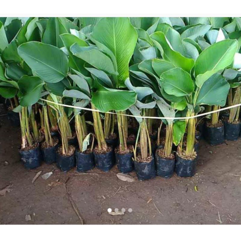 Jual pohon kalatea daun lebar bibit tanaman hias(50cm tinggi) | Shopee ...