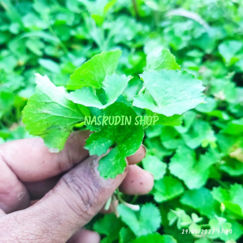 Jual Fresh Segar DAUN PEGAGAN 60 TANGKAI SEGAR / DAUN ANTANAN LANGSUNG ...