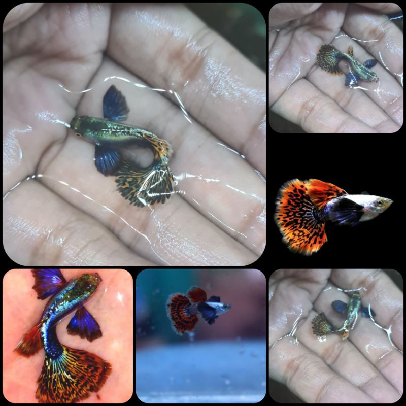 Jual ikan guppy platinum red mozaic dumbo ear untuk aquarium dan aquascape | Shopee Indonesia