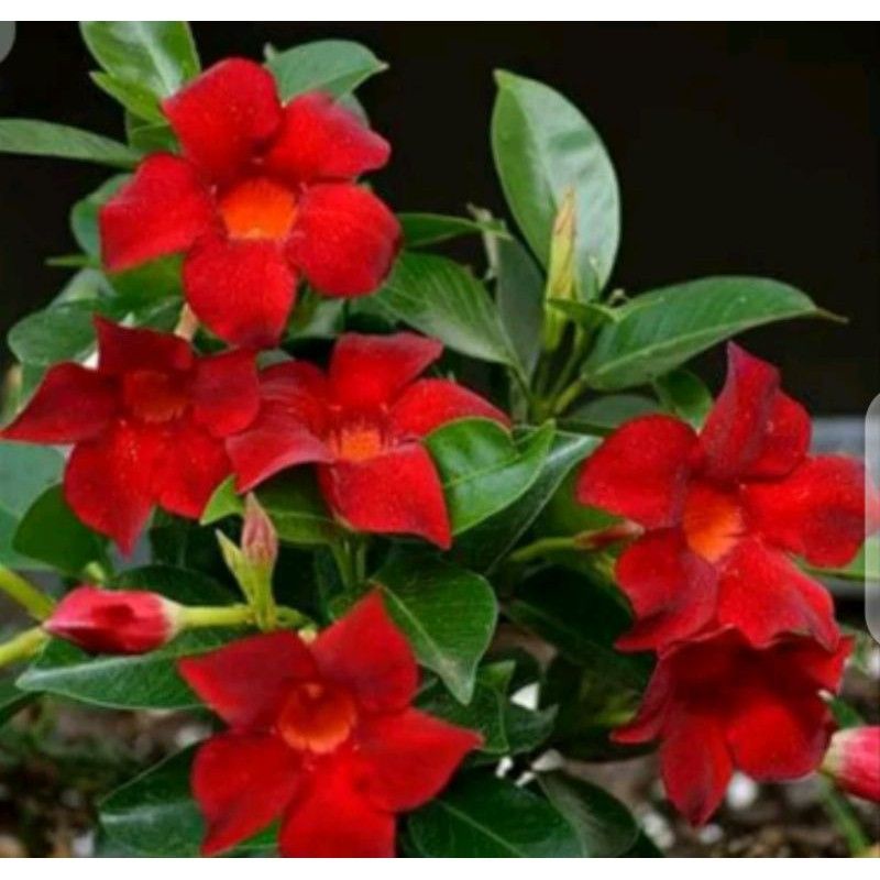 Jual mandavila bunga merah-mandevilla-tanaman hias mandavilla | Shopee ...