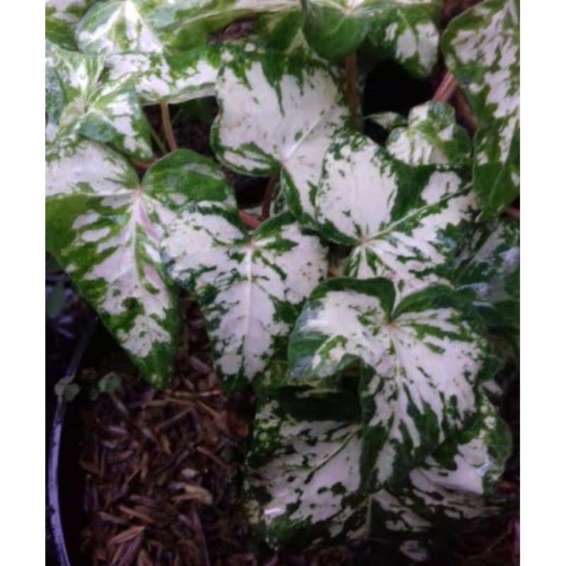 Jual Tanaman Hias Ivy Mint Kolibri - Hedera Helix yang Cantik dan Mudah ...