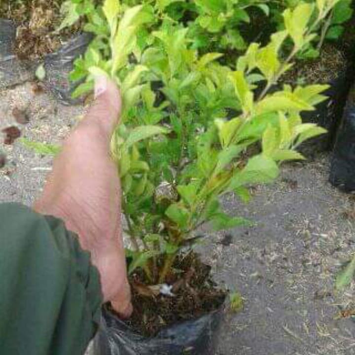 Jual pohon pangkas kuning / tanaman pagar | Shopee Indonesia