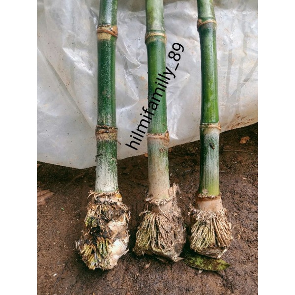 Jual Bibit Bonggol Bambu Petung jumbo berakar, Bambu Betung /Bibit ...