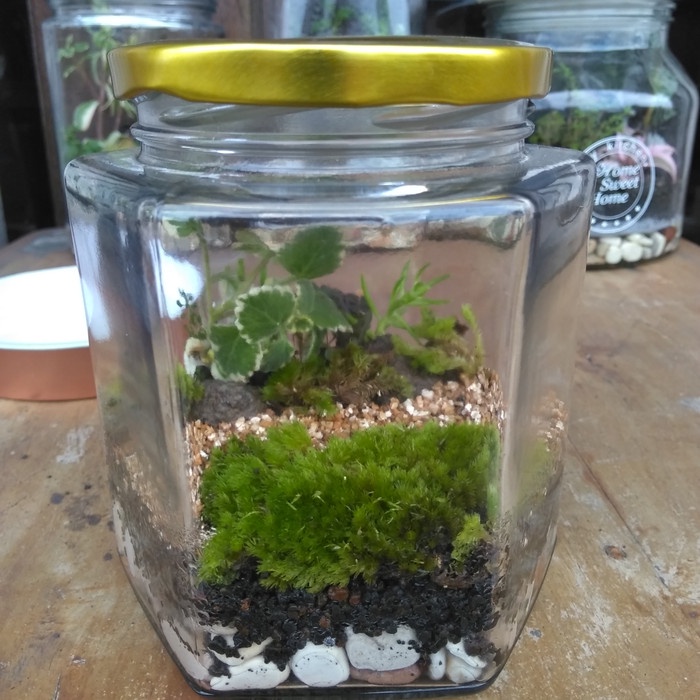 Jual Closed Bioactive Terrarium, mini garden Garden Sidewalk Theme ...