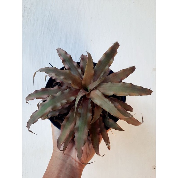 Jual Bromelia Mini Dark Coco (Cocok diruang tamu dan teras) | Shopee ...