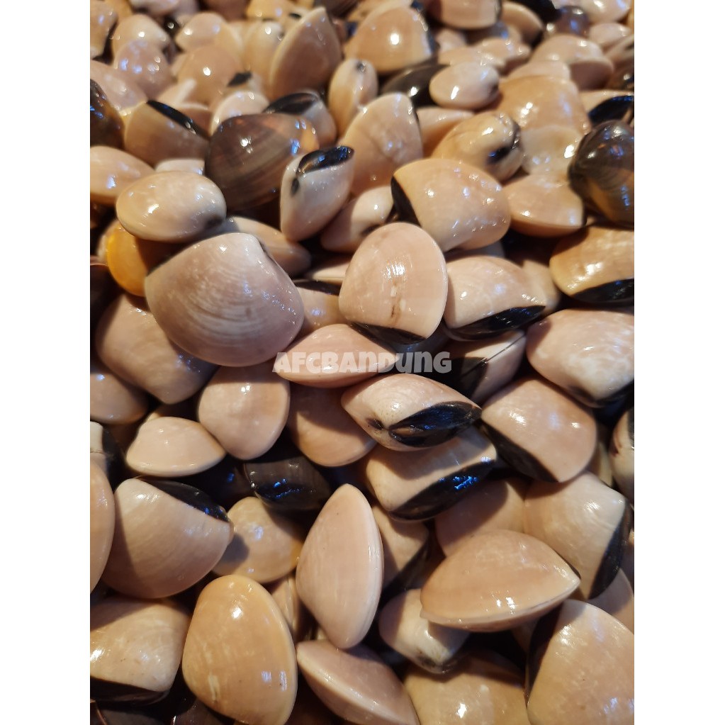 Jual Kerang Tahu 1kg atau 500gr Kerang Kepah Kepa Fresh | Shopee Indonesia