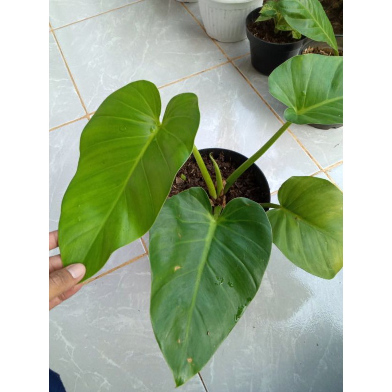 Jual philodendron Marble/Tanaman hias philo Marble/Marble | Shopee ...