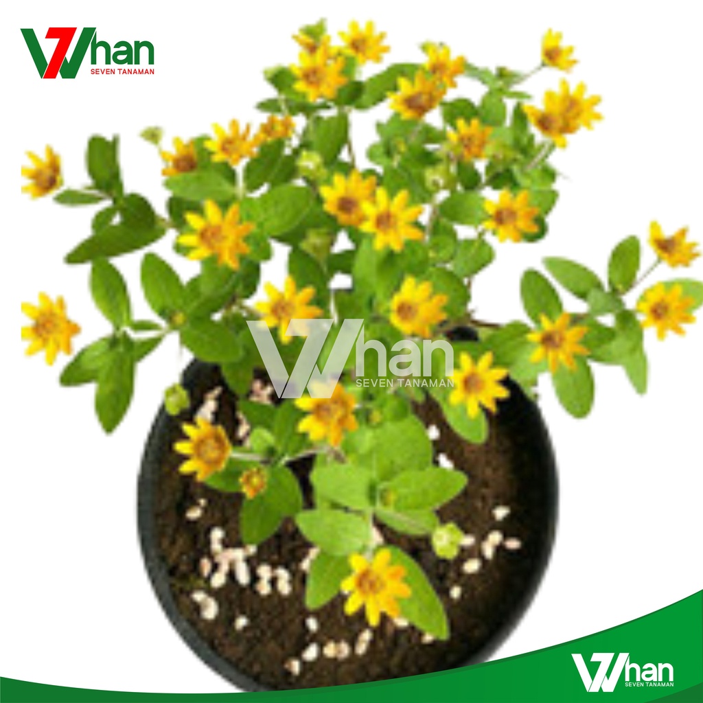 Jual TANAMAN HIAS BUNGA MATAHARI MINI LILIPUT WHAN7 TANAMAN | Shopee ...