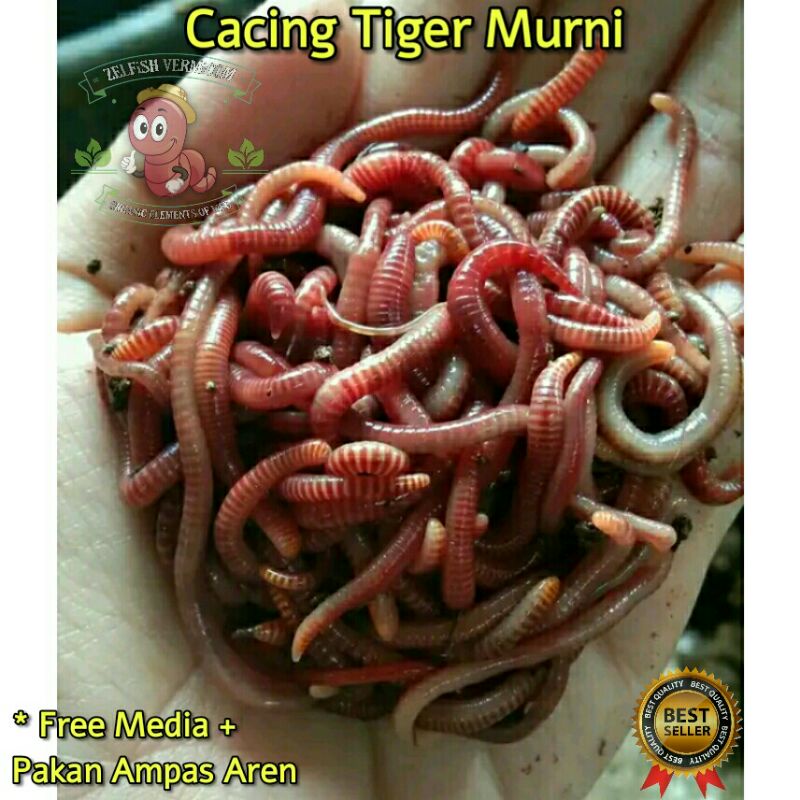 Jual Cacing Tiger 1kg + Media Pakan Ampas Aren Umpan Pancing/Obat tipes ...