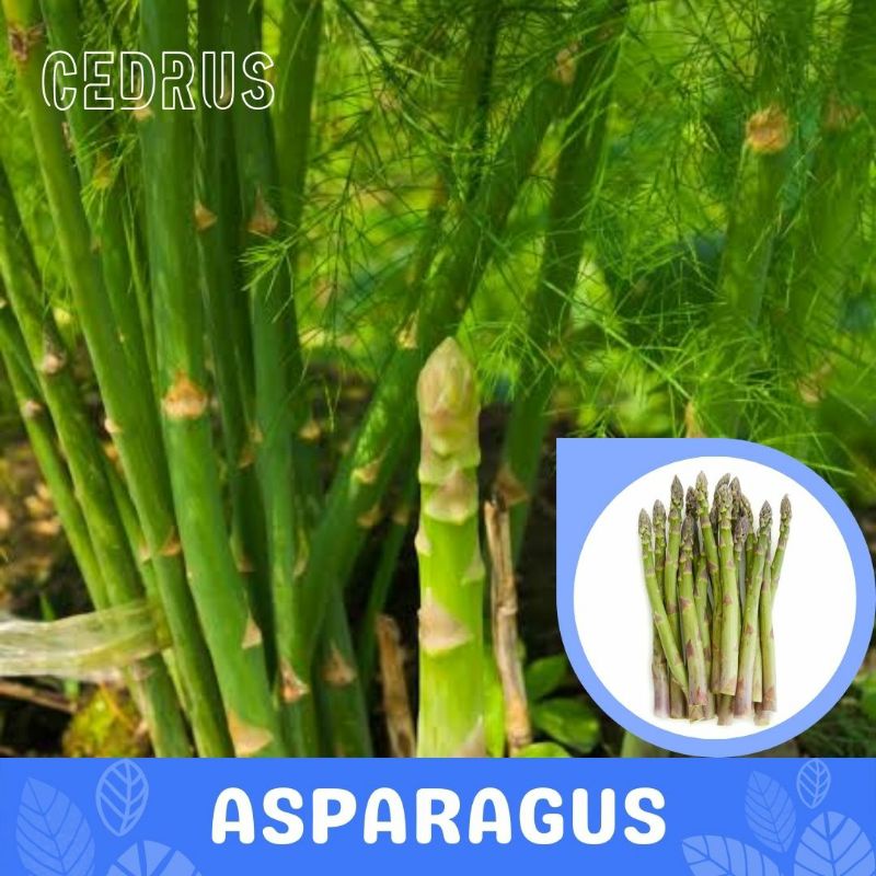 Jual Benih ASPARAGUS (isi-2) - Biji Bibit Sayur | Shopee Indonesia