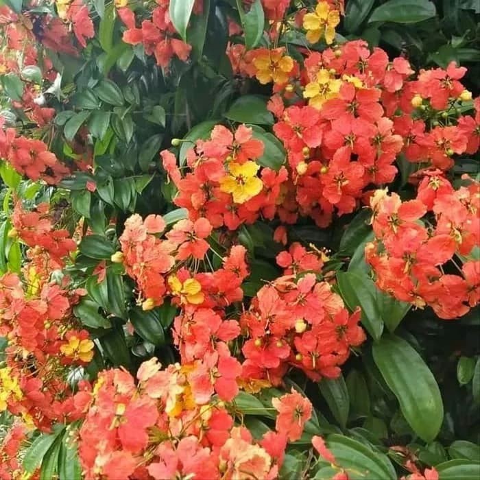 Jual Tanaman Hias Rambat Bunga Bauhinia Kockiana - Bibit Pohon Bahunia ...