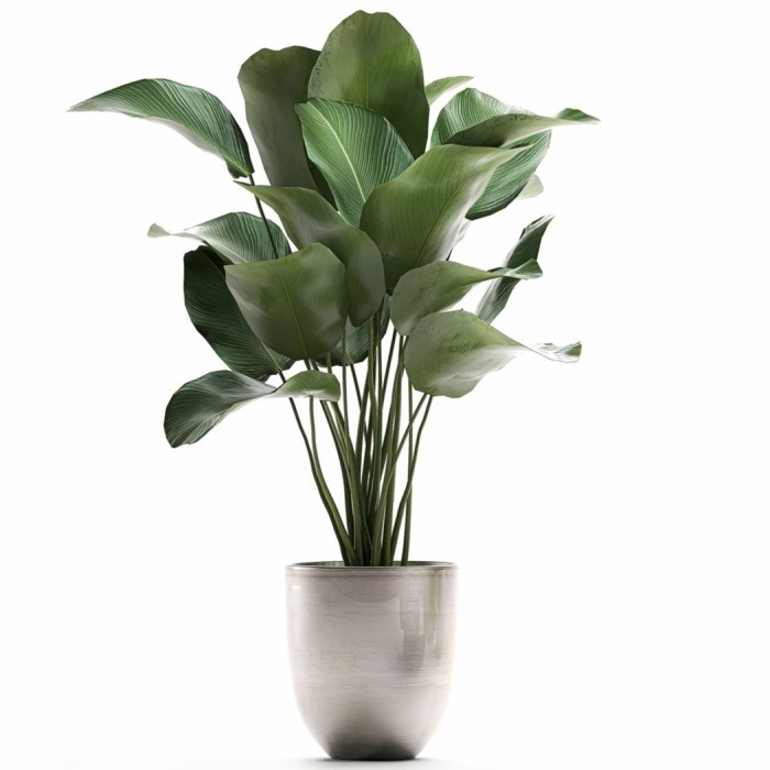 Jual Calathea Lutea | Tanaman Pot Hias Indoor Nuansa Tropical Vibes ...