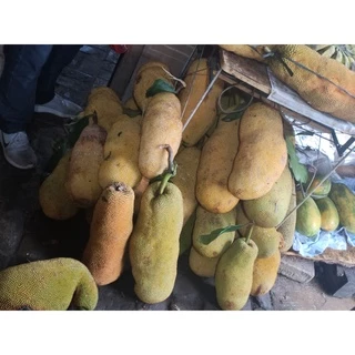 Jual Buah Cempedak Terlengkap & Harga Terbaru Juni 2024 | Shopee Indonesia