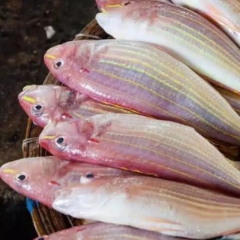 Jual Ikan Kerisi / Ikan Kurisi / Ikan Tuyul / Berat 500 gram | Shopee ...