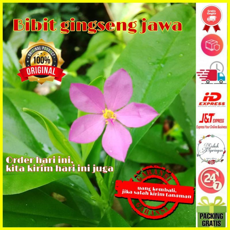 Jual [100g] Bibit Tanaman Ginseng Jawa Bibit Pohon Gingseng Herbal ...