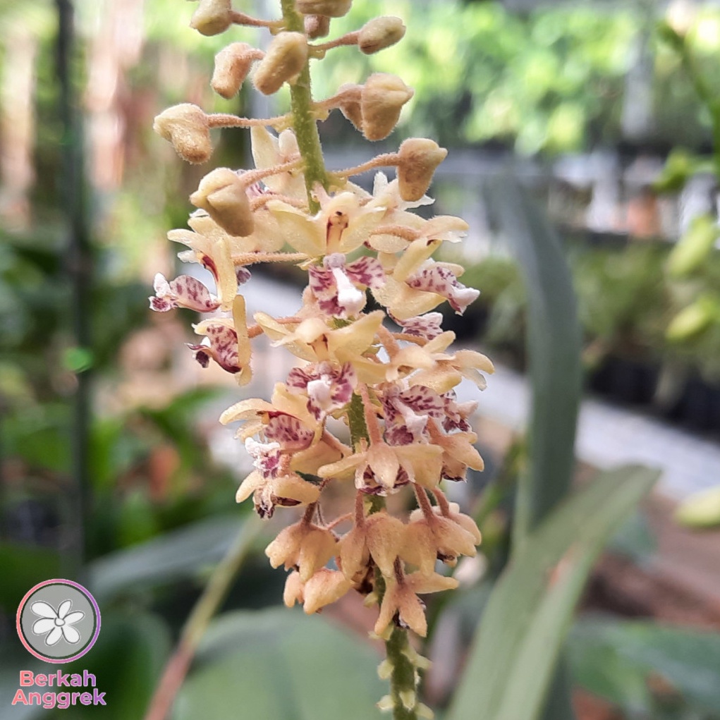 Jual Anggrek Spesies Eria Iridifolia Dewasa Siap Mekar | Shopee Indonesia