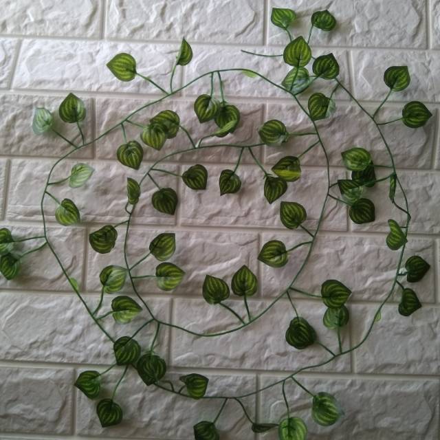 Jual Daun rambat semangka | Shopee Indonesia