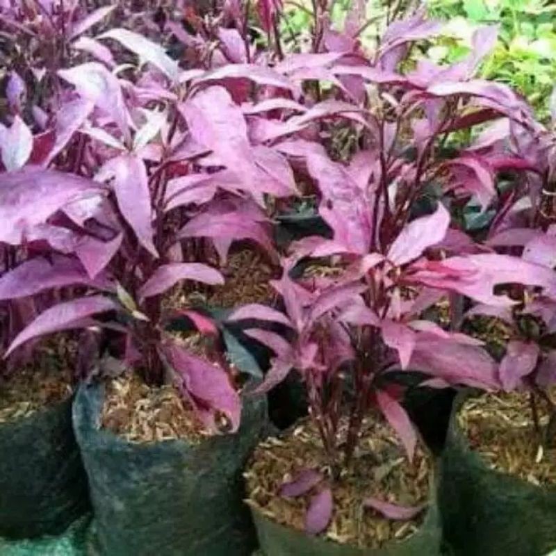 Jual tanaman bayam merah - bunga erfah | Shopee Indonesia