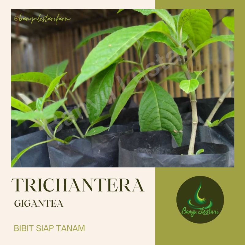 Jual Bibit Trichantera Gigantea | Shopee Indonesia