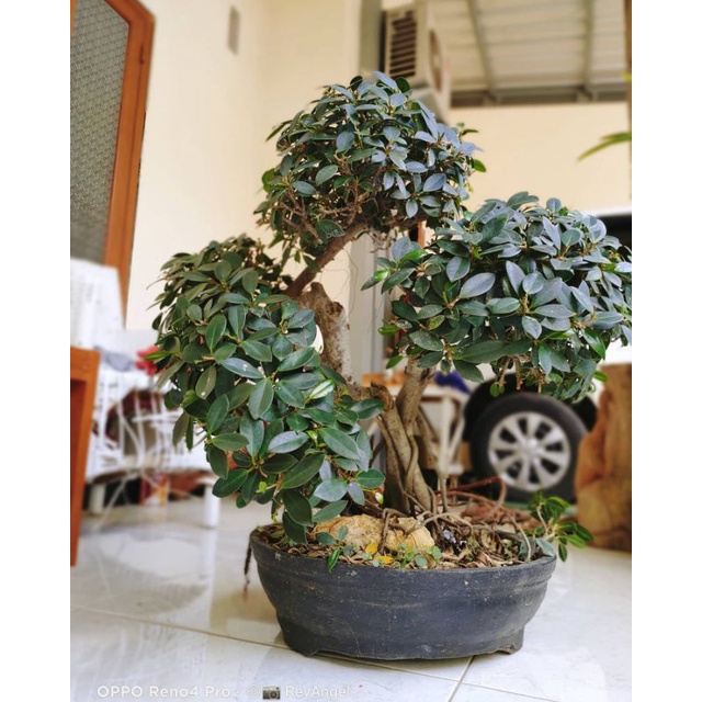 Jual Bibit Bunga Beringin Dollar Tanaman Hias Beringin Dollar | Shopee ...