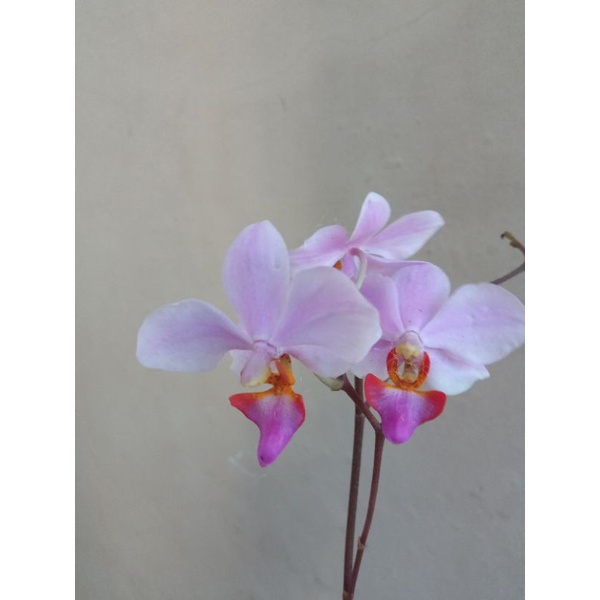 Jual anggrek bulan mini / phalaenopsis pulcherrima doritis | Shopee ...