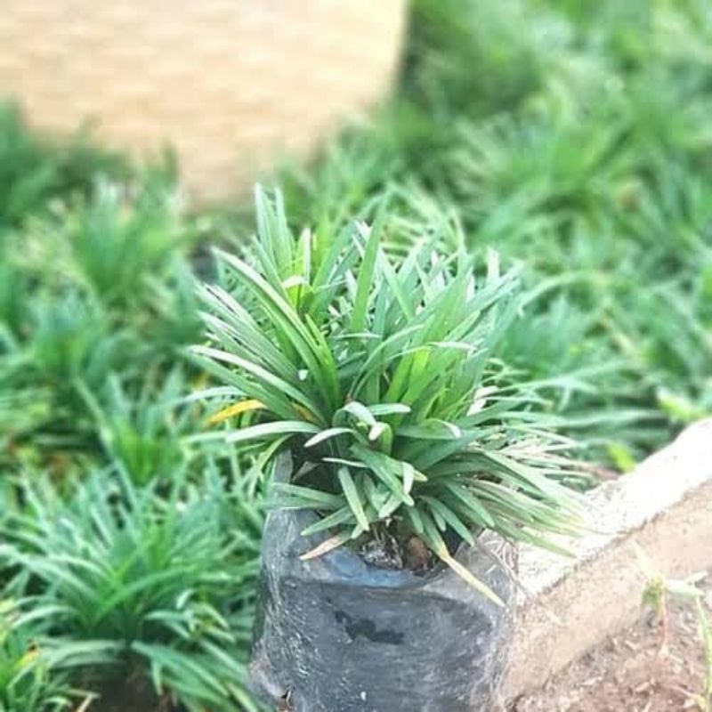 Jual paket 10 polybag tanaman hias kucai mini, rumput kucai mini ...