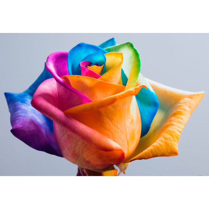 Jual Benih Biji Mawar rainbow rose colorfull bunga pelangi seed bibit ...