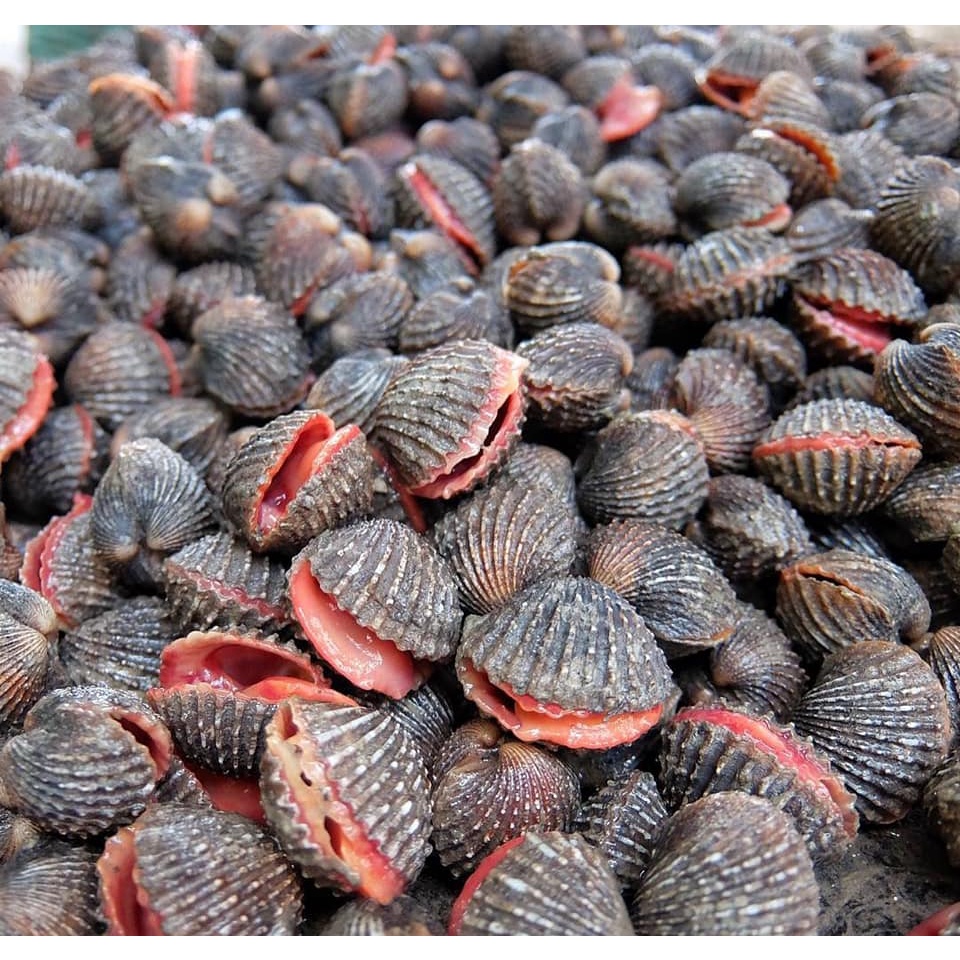 Jual PROMO!!! Kerang dara Fresh/Segar 1 Kg berkualitas (Premium Quality ...