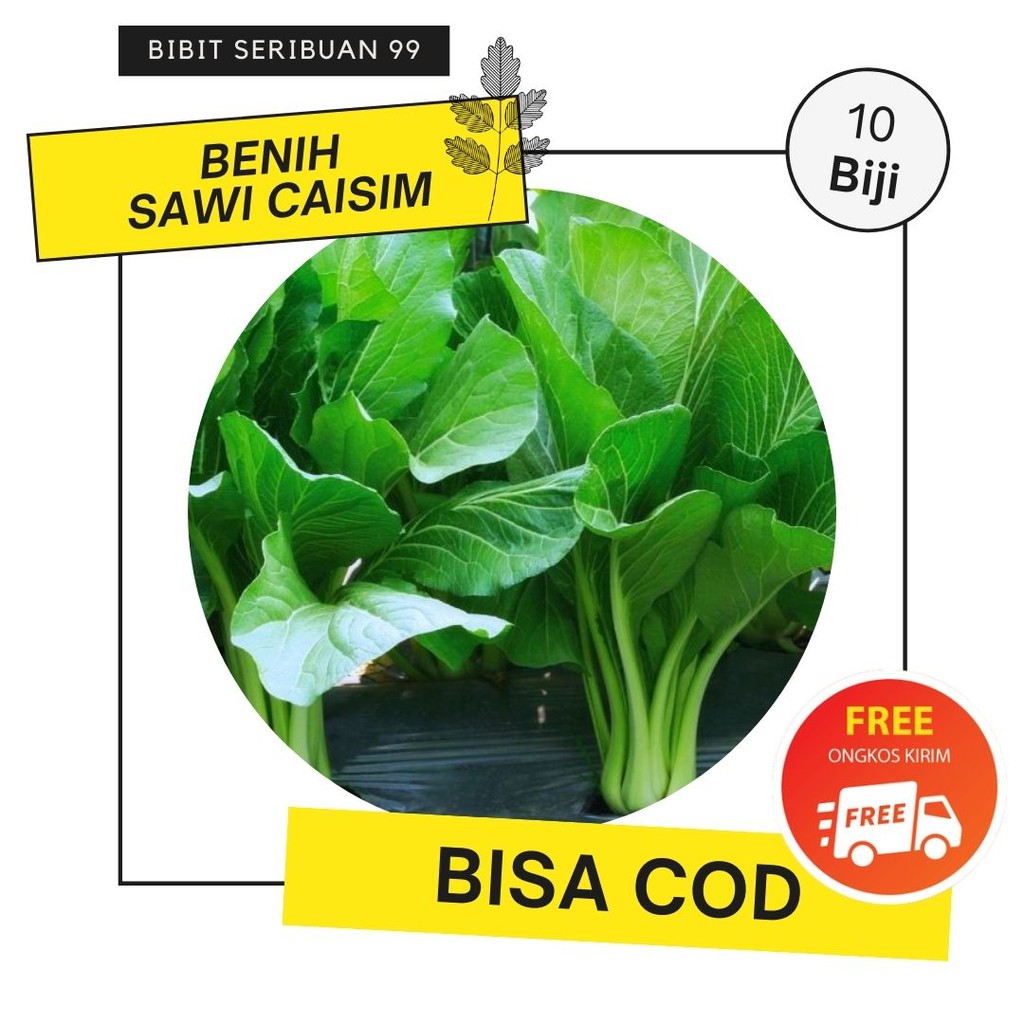 Jual Benih Sawi Caisim Sinta - Sawi Hijau | Shopee Indonesia