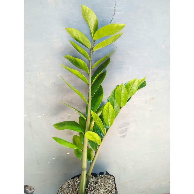 Jual TANAMAN HIAS/BUNGA HIAS/ZAMIO/JAMIO/Zamioculcas zamiifolia/POHON ...