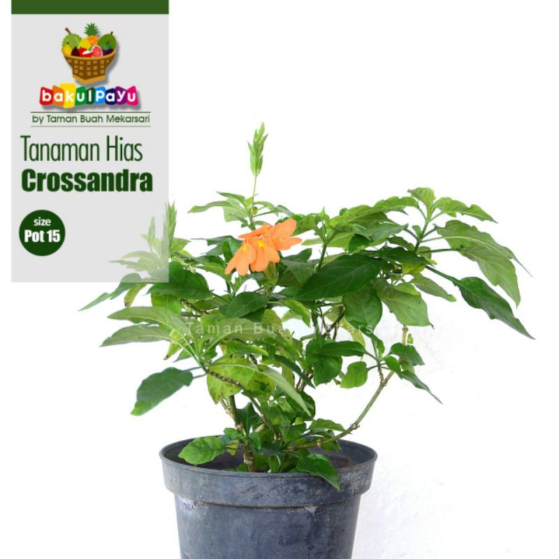 Jual Tanaman Hias Crossandra Shopee Indonesia