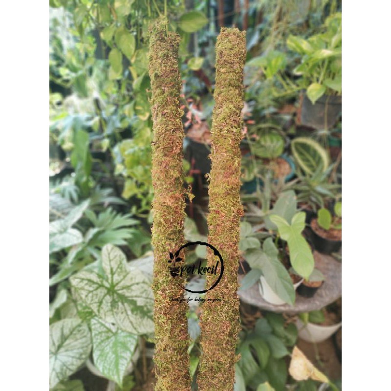 Jual Turus Lumut 100 cm / Turus / Tiang Penyangga Tanaman | Shopee ...