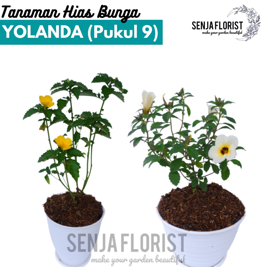 Jual Tanaman Bunga Yolanda - Turnera Ulmifolia - Tanaman Pukul 9 ...