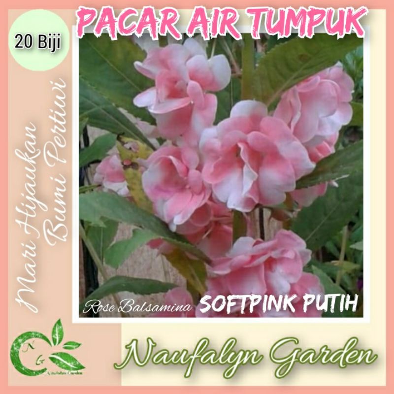 Jual 20 Benih Bunga Pacar Air Tumpuk Softpink Putih Rose Balsamina ...