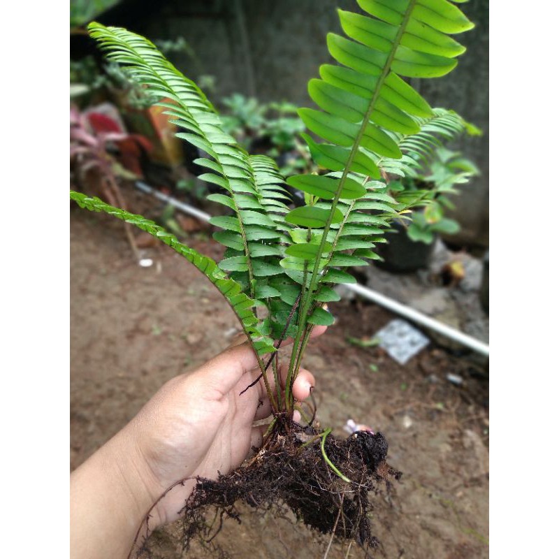 Jual tanaman pakis boston | Shopee Indonesia