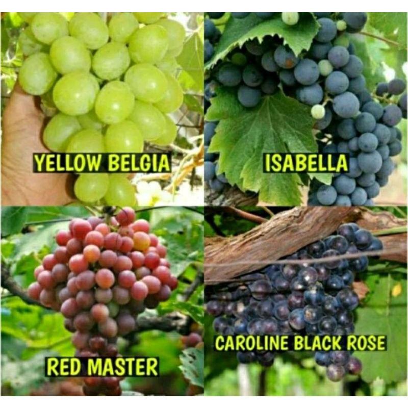 Jual Bibit anggur 1 paket berisi 4 jenis bibit Anggur (4 Jenis Anggur ...