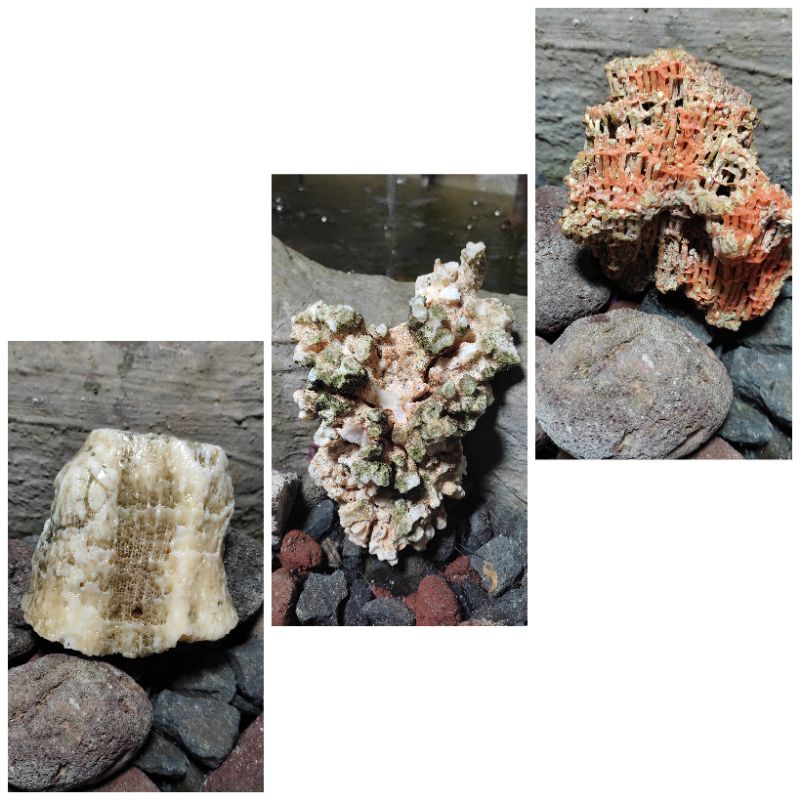 Jual paket batu karang dekorasi asli pantai size S || batu dekorasi ...