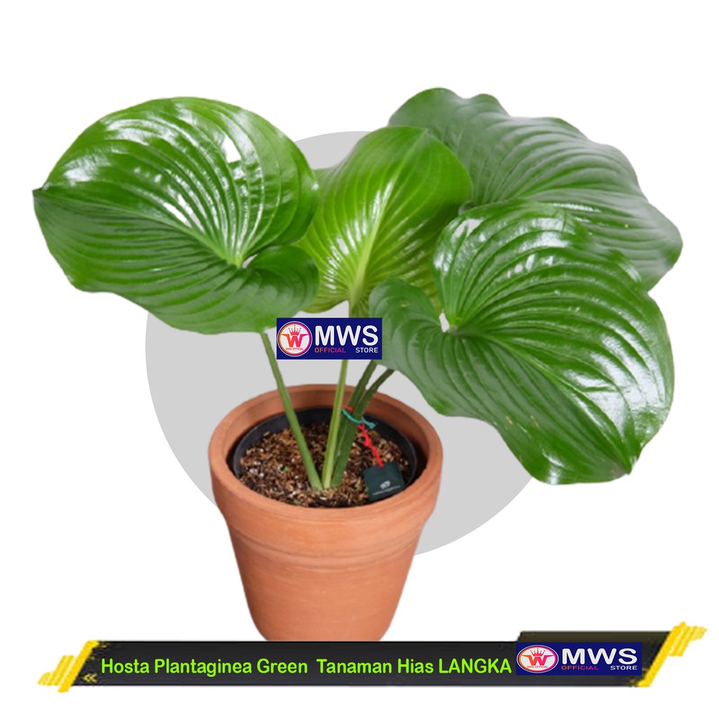 Jual Hosta Plantaginea Green Tanaman Hias LANGKA MWS OFFICIAL STORE ...