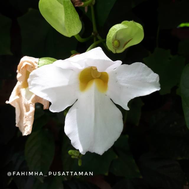 Jual Bibit Tanaman Rambat Bunga Tunbergia | Tanaman Tunbergia | Tanaman ...