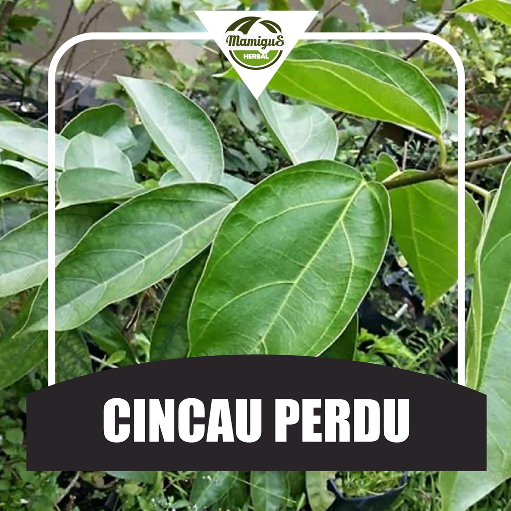 Jual Daun Cincau Hijau Segar Perdu 100 gram | Shopee Indonesia