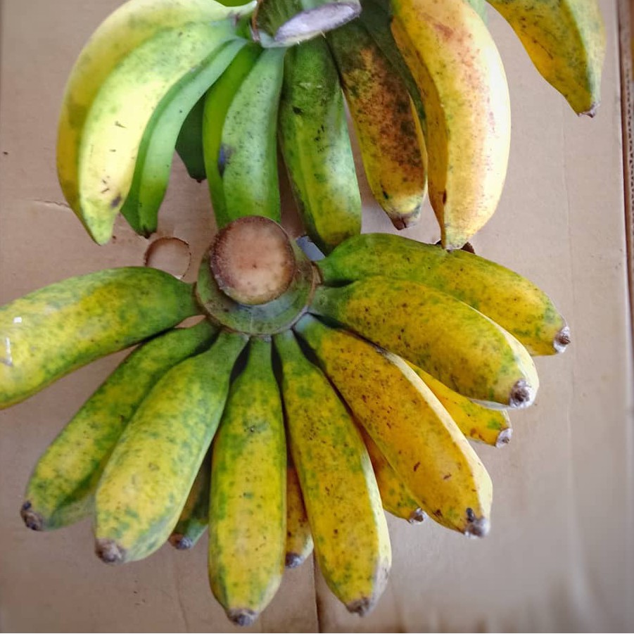 Jual Pisang Raja Bulu | Harga Per kilo | Shopee Indonesia