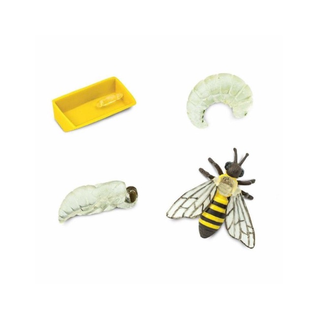Jual Life Cycle / Siklus Hidup Hewan / Binatang / Animal - Honey Bee ...