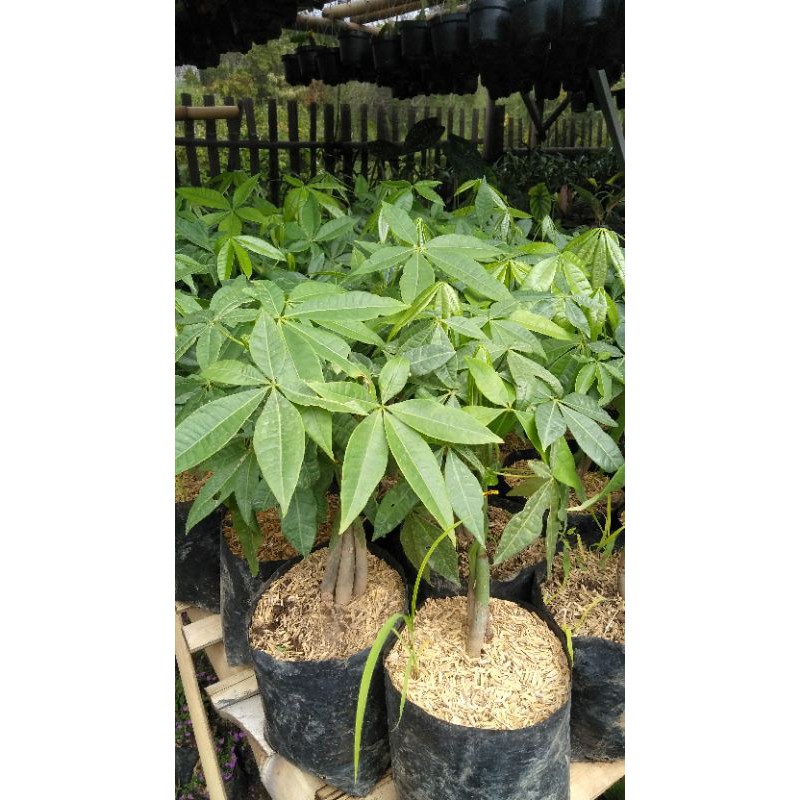 Jual pacira | Shopee Indonesia