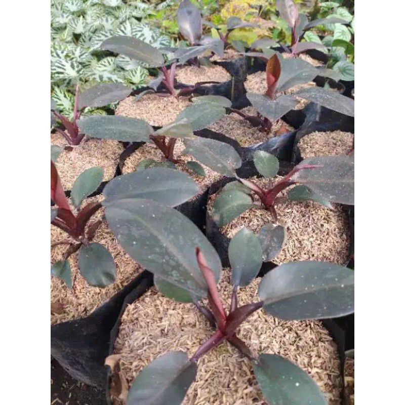 Jual tanaman hias philodendron black cardinal | Shopee Indonesia